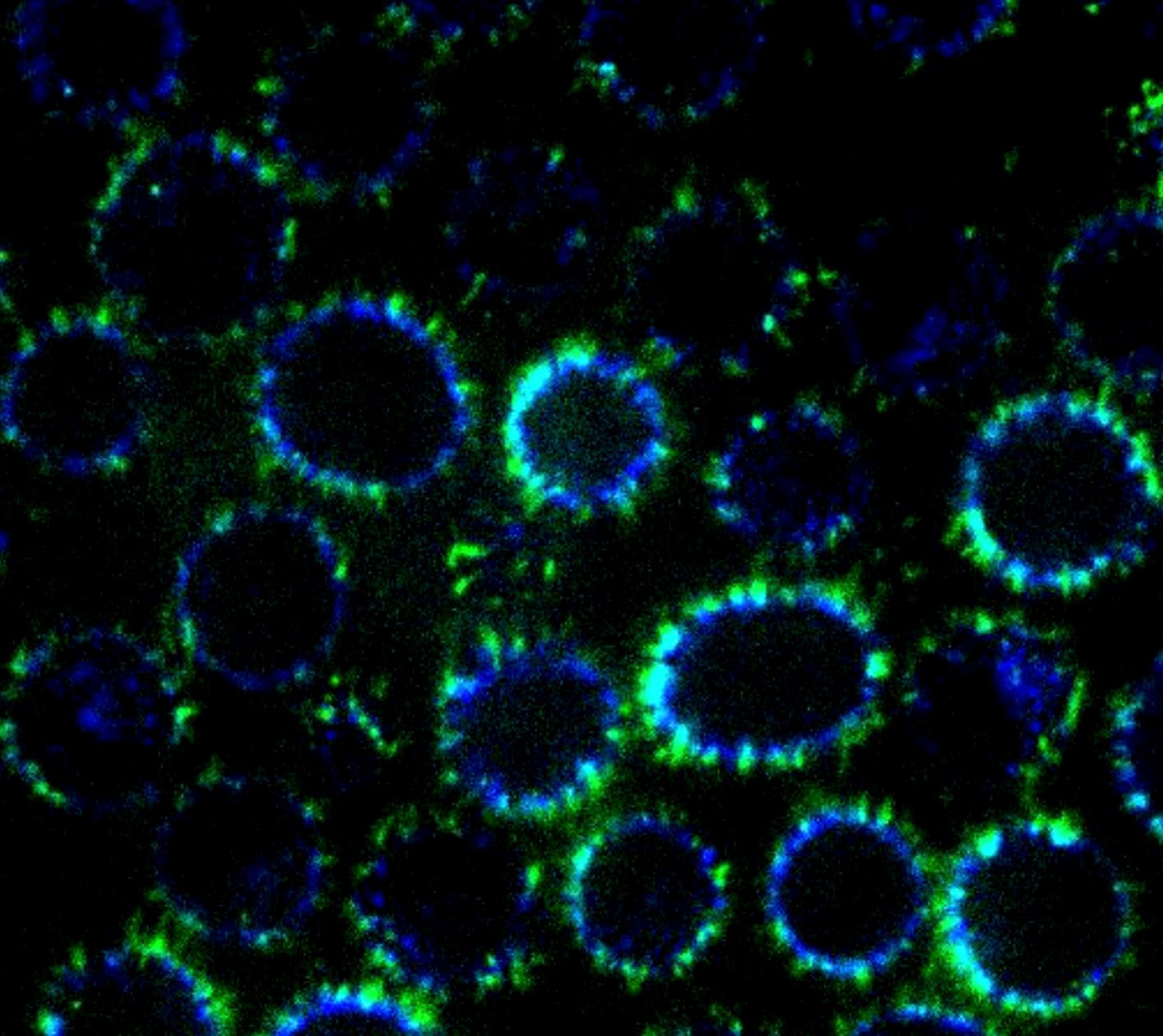 Scientists create leak-free nano-pipes for drug delivery