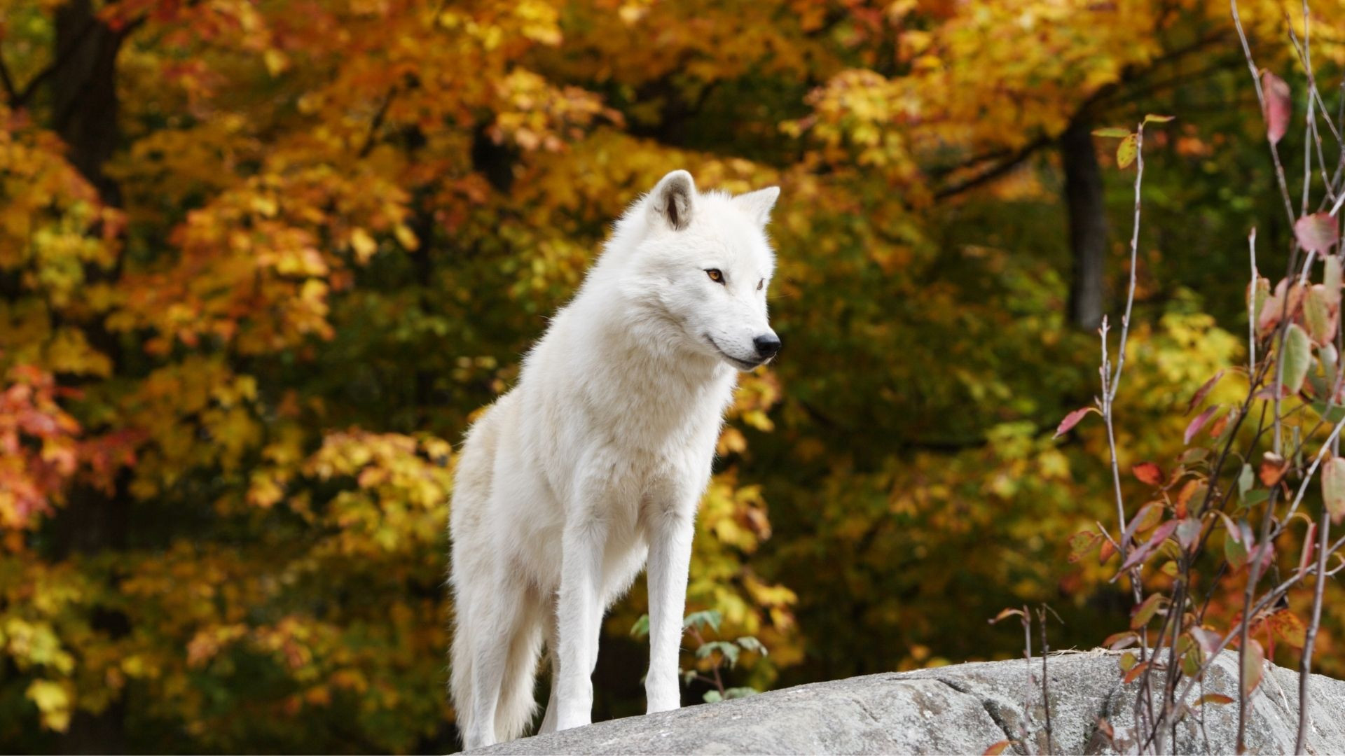 Chinese scientists created a first of its kind Arctic wolf Maya