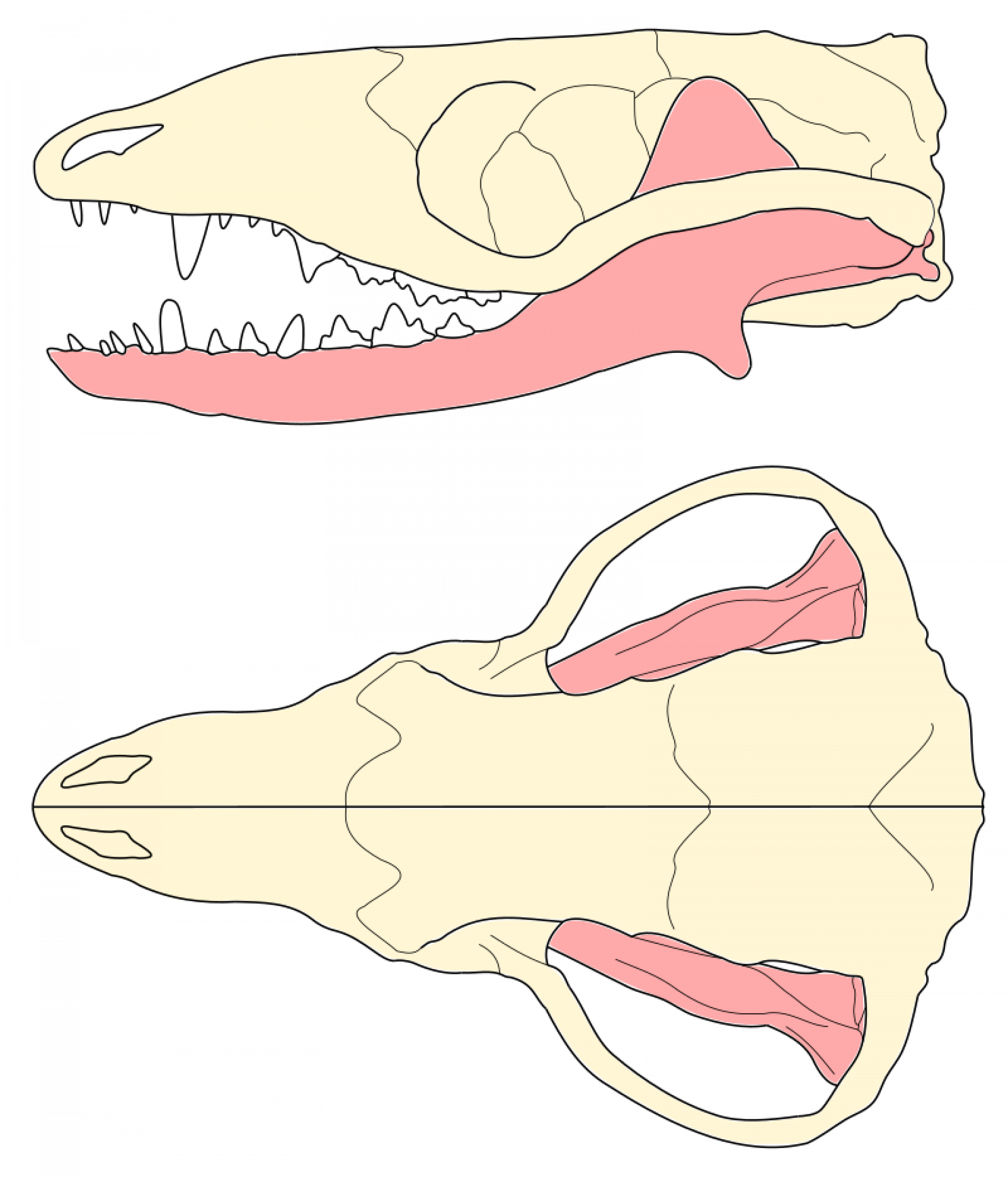 An ancient animal is the ancestor of all mammals, study suggests