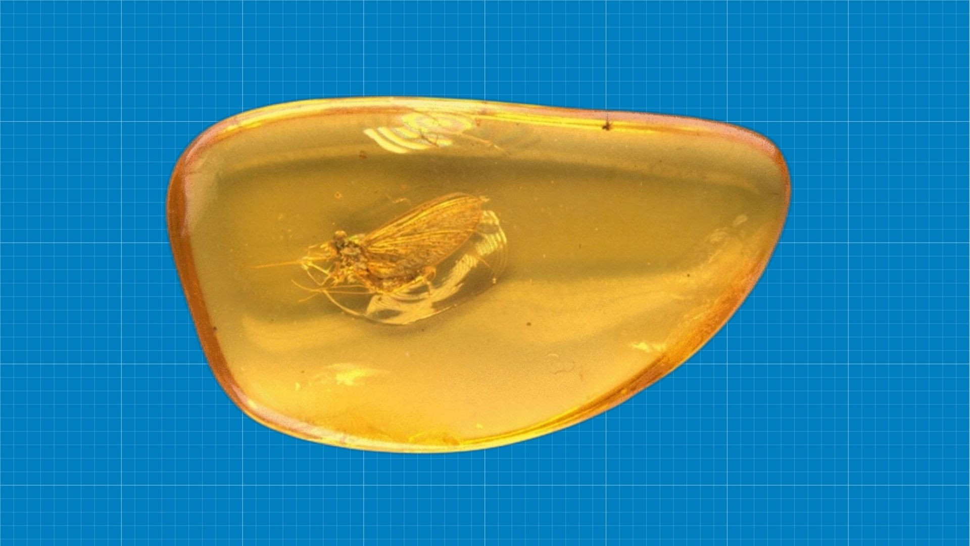 Prehistoric species of mayfly found encased in amber