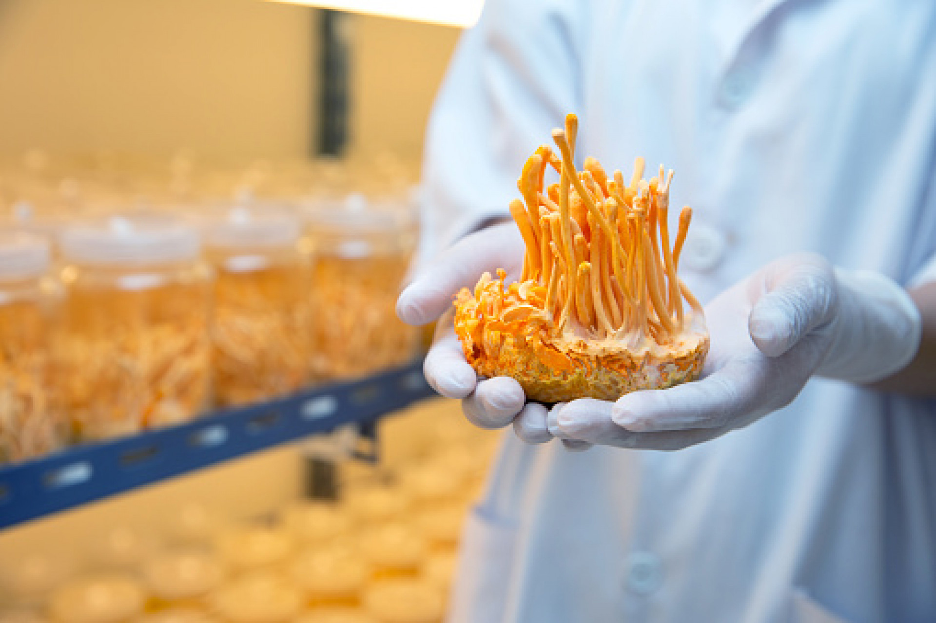 Researchers grew zombie mushrooms on edible insects in a lab