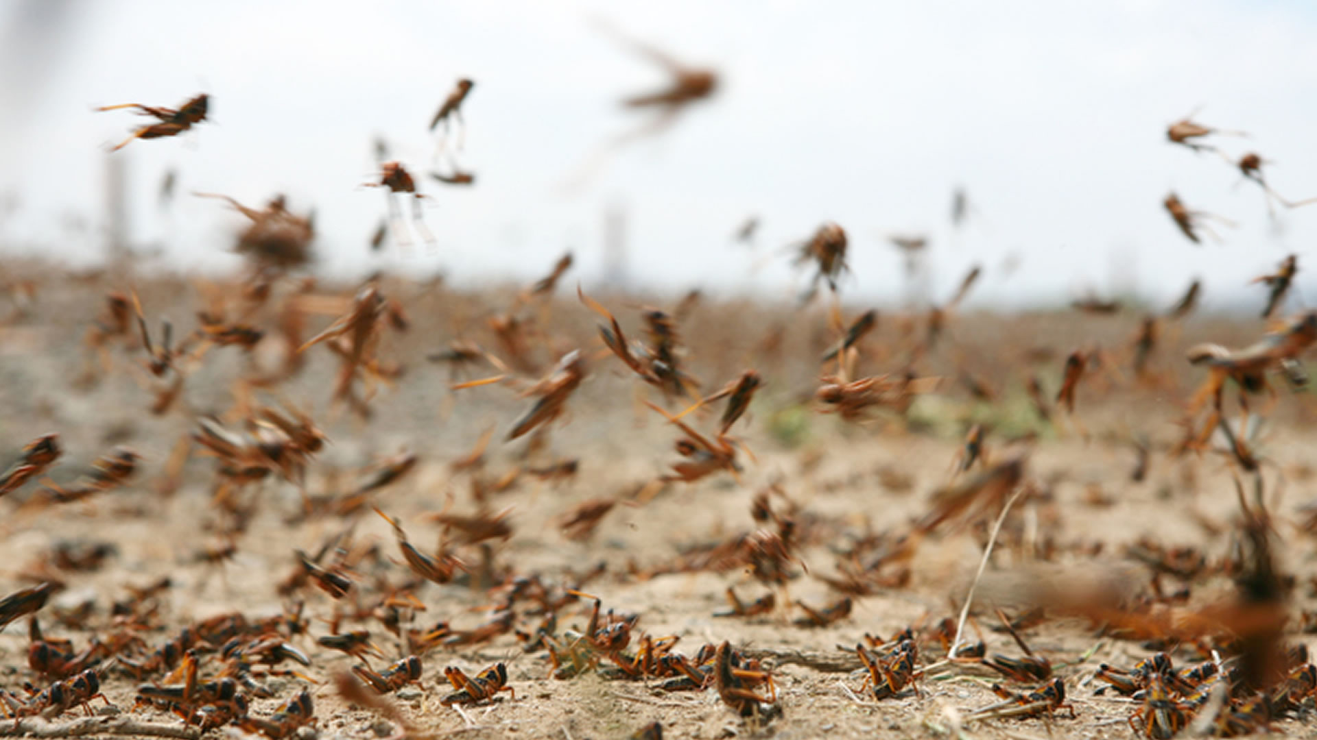 Large swarms of insects can generate as much electrical charge in the ...