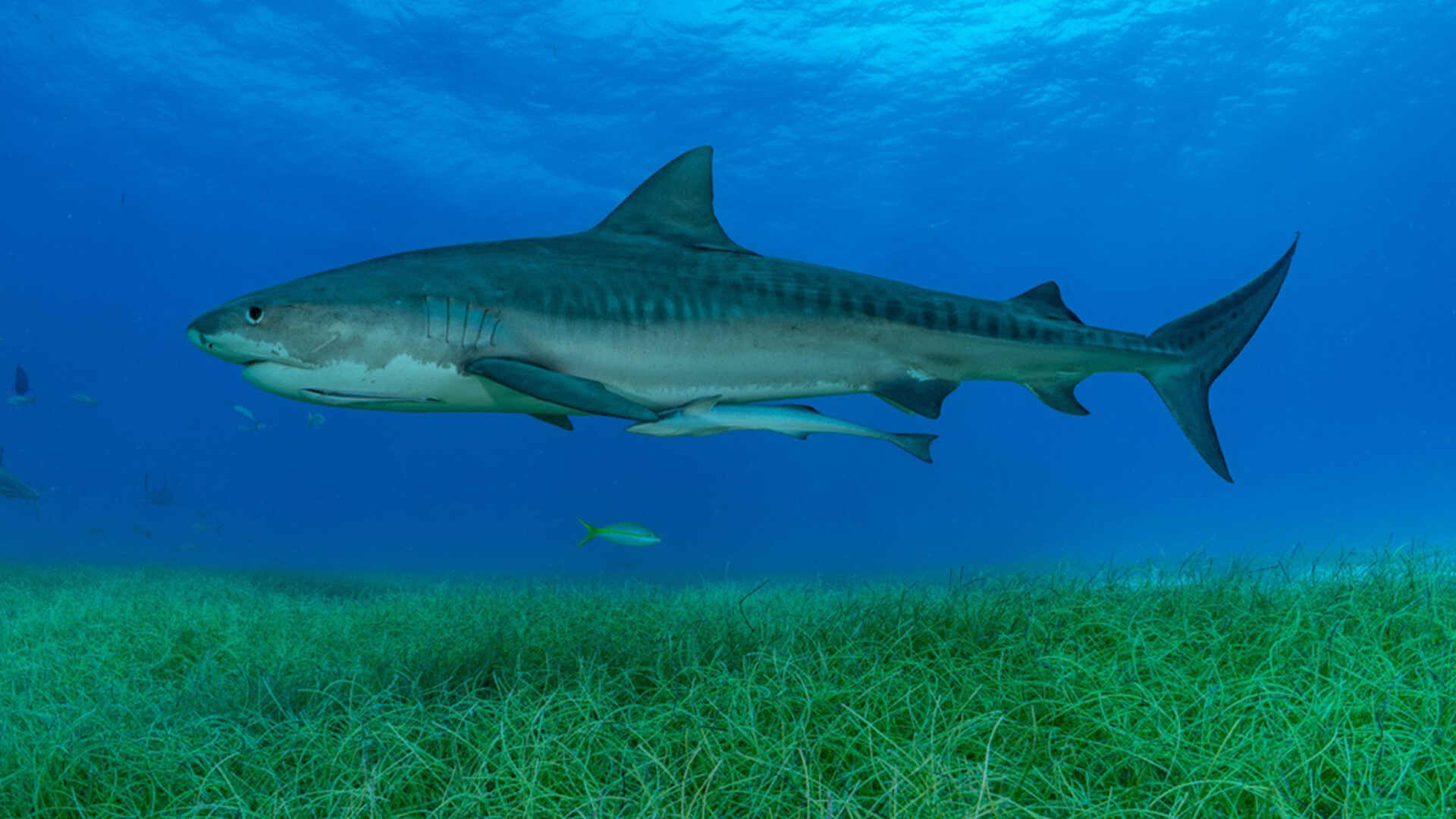 Tiger sharks help researchers to discover world's biggest seagrass ...