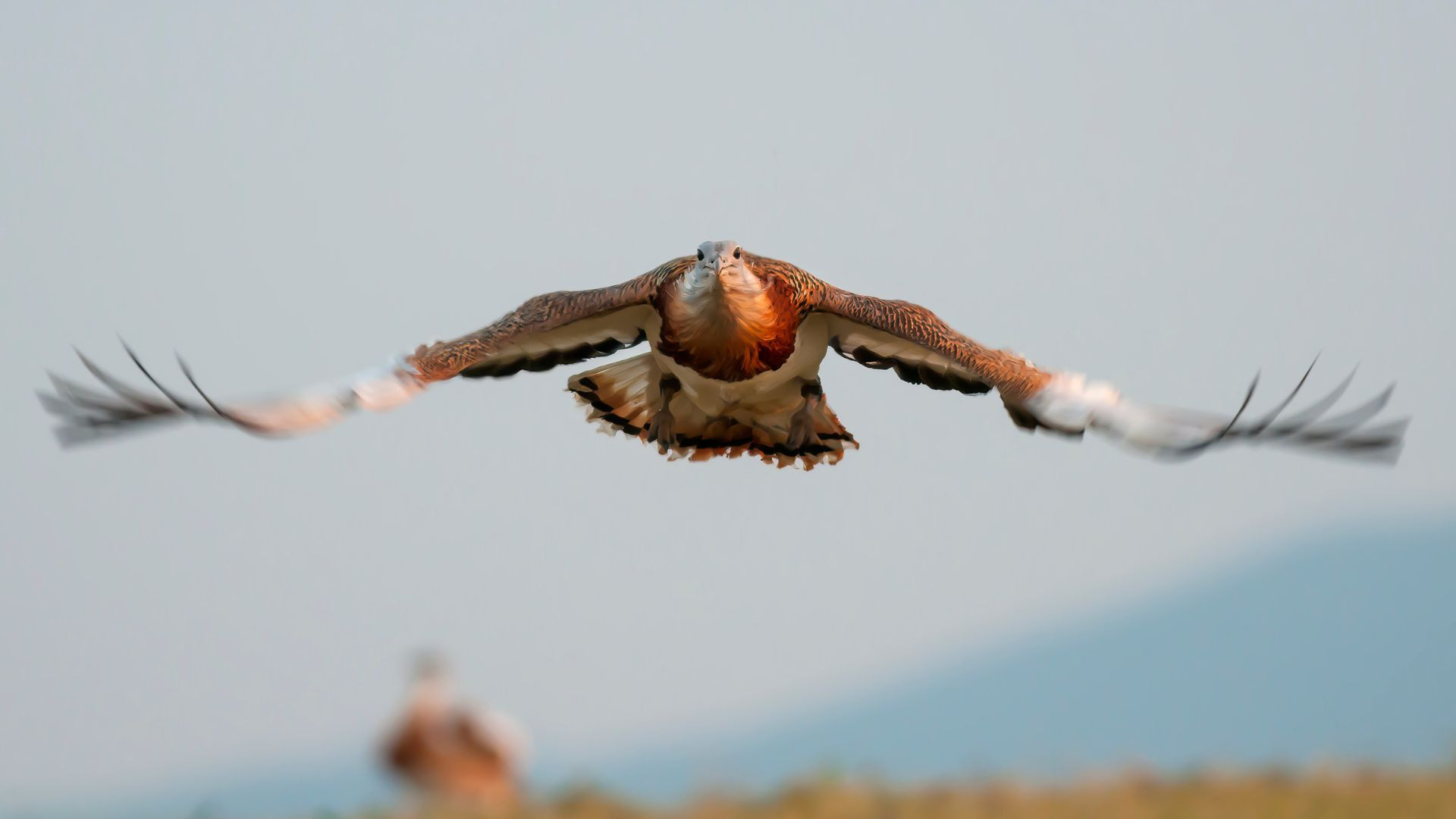 Great bustard: World’s heaviest flying birds consume medicinal plants ...
