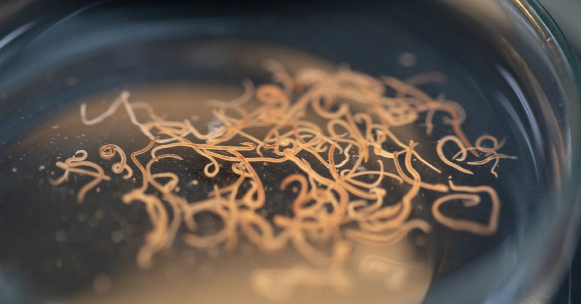 World’s first screening test for pancreatic cancer sees worms sniff out ...