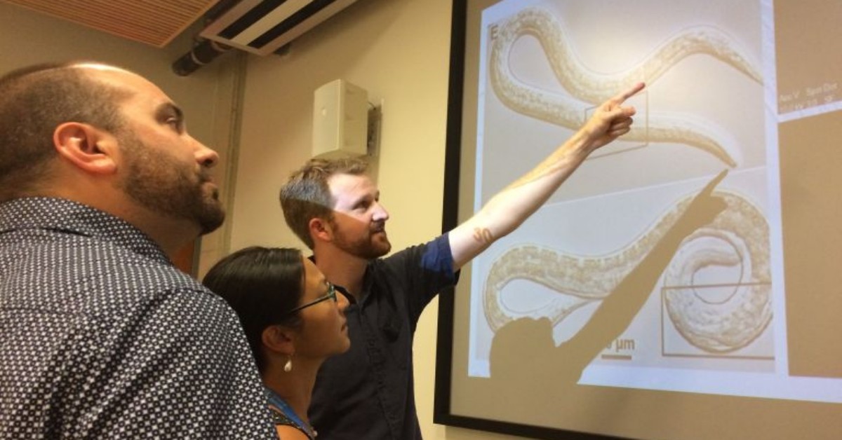 Researchers Discover Parasitic Worm Side Effect that Will Get You 'High'