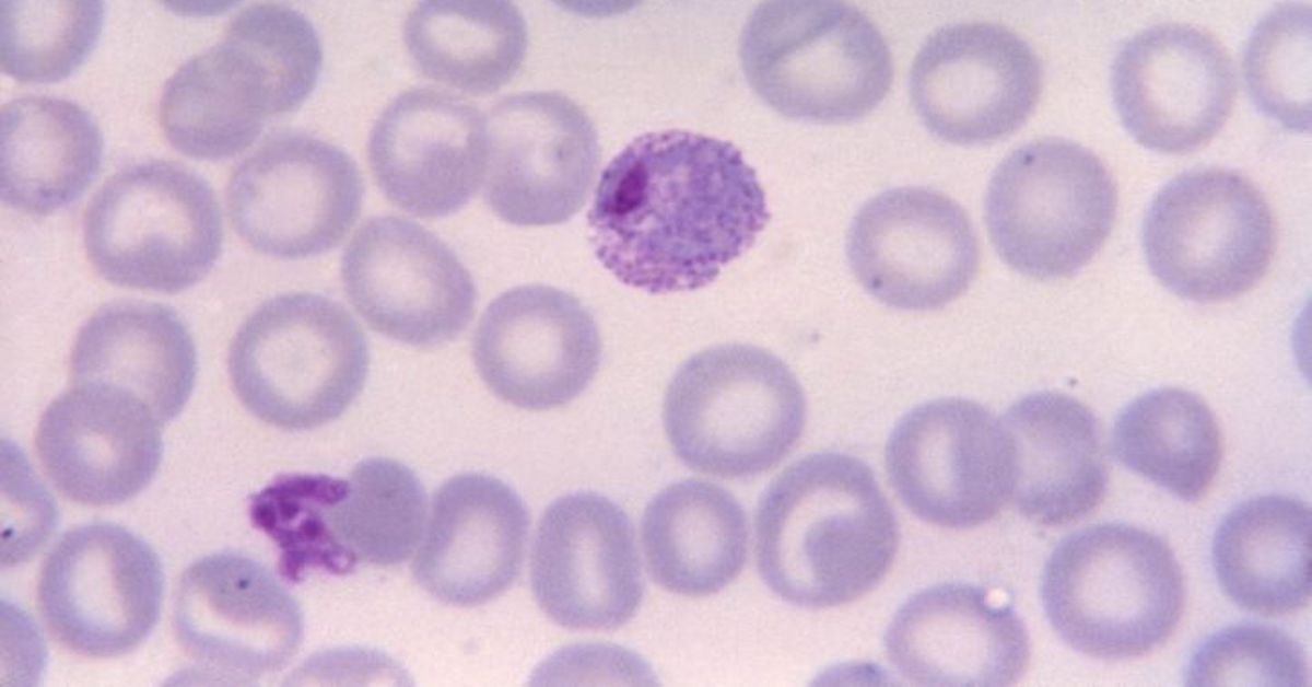 Aging of Lab Grown Human Cells Successfully Reversed by New Compounds