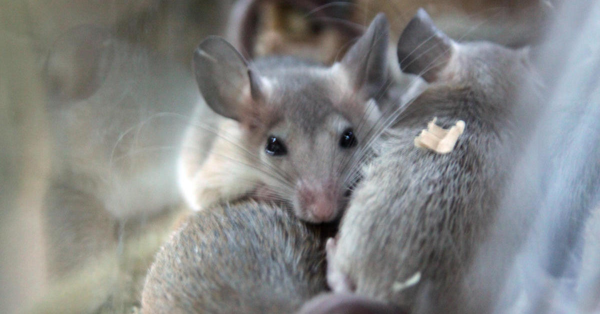 New Research Gives Mice Nightvision Super Powers