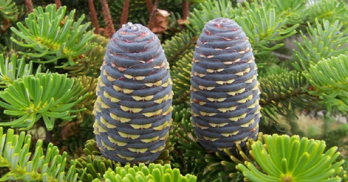 Almost Extinct Tree Could Provide Powerful Cancer Fighting Properties