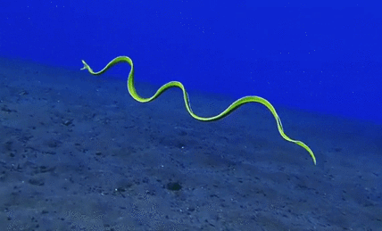 Physicists Create Robotic Eel to Swim Through Human Bodies