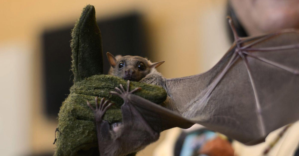 Researchers Model Bat Flight in 3D for the First Time