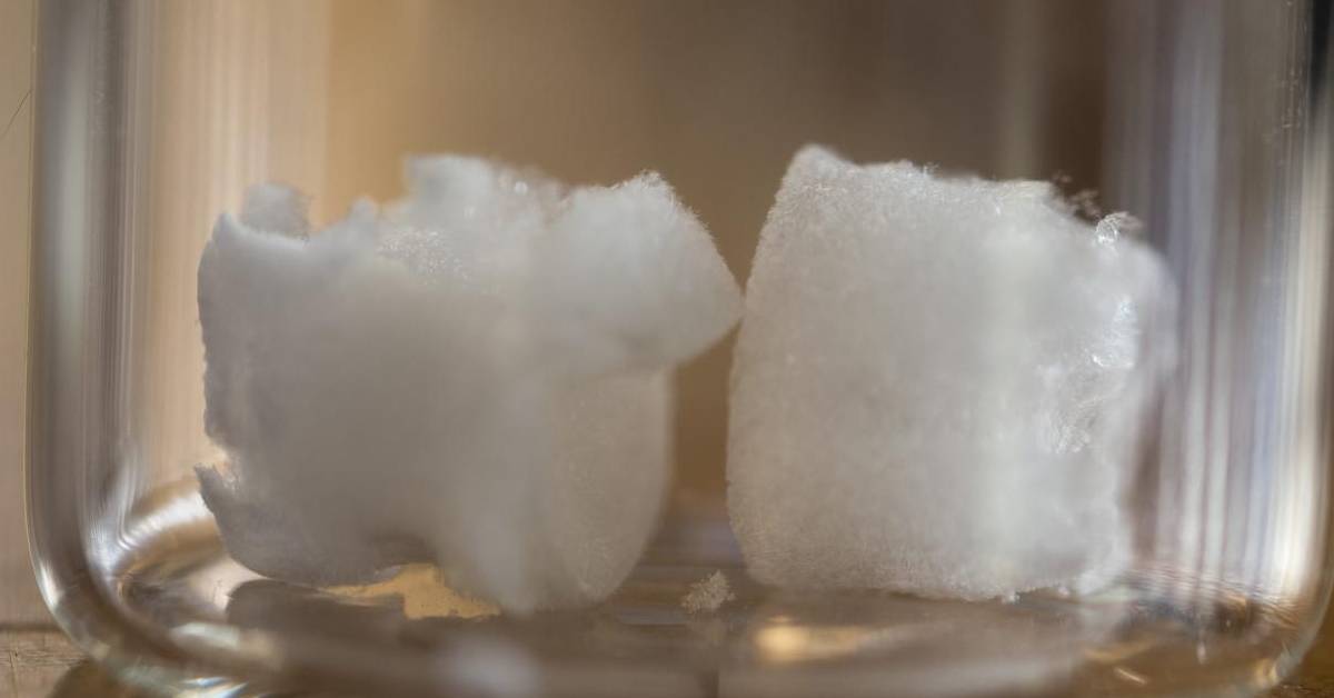 Scientists Engineer Plant Cellulose Foam That Can Be Turned into Bone