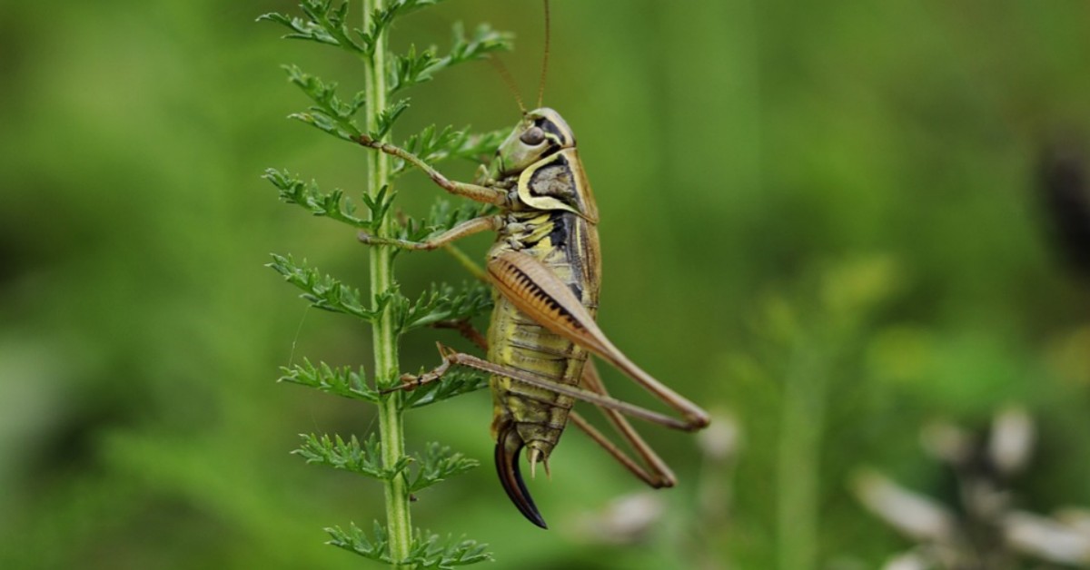 Crickets Happier, Less Aggressive After Being Exposed to Human Drugs