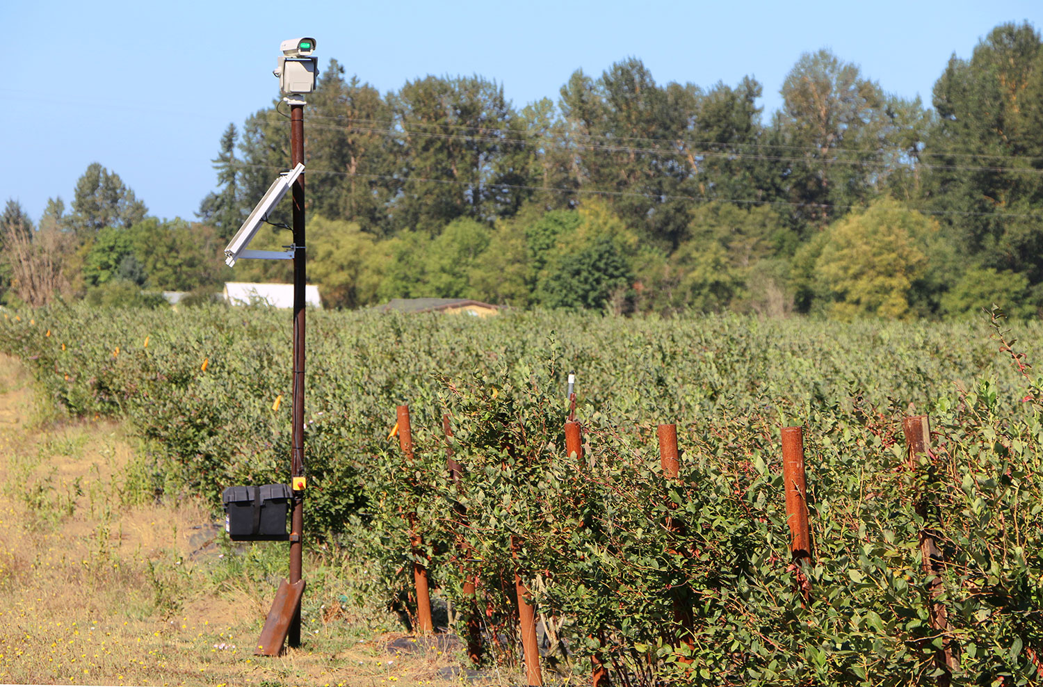 Australian Farmer Uses Laser as Scarecrow to Protect His Vineyard