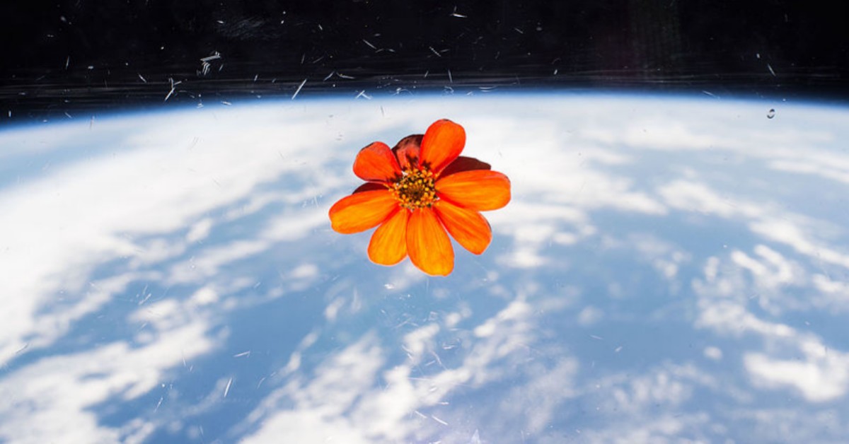 Biologists Think They’ve Found the Hormone that Makes Space Farming ...