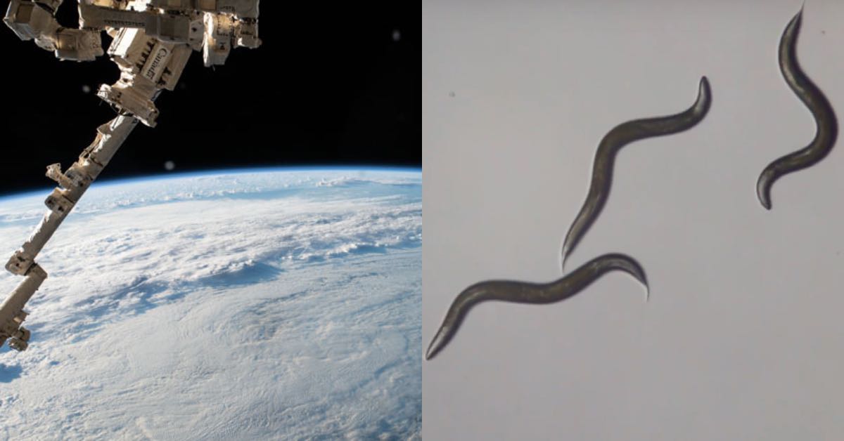 Thousands of Worms Will Be Sent Into Space to Study Muscle Loss in Humans
