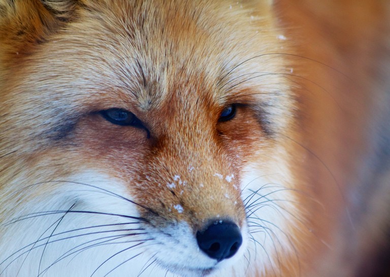 New Discovery: Foxes Track Prey Using Magnetic Fields