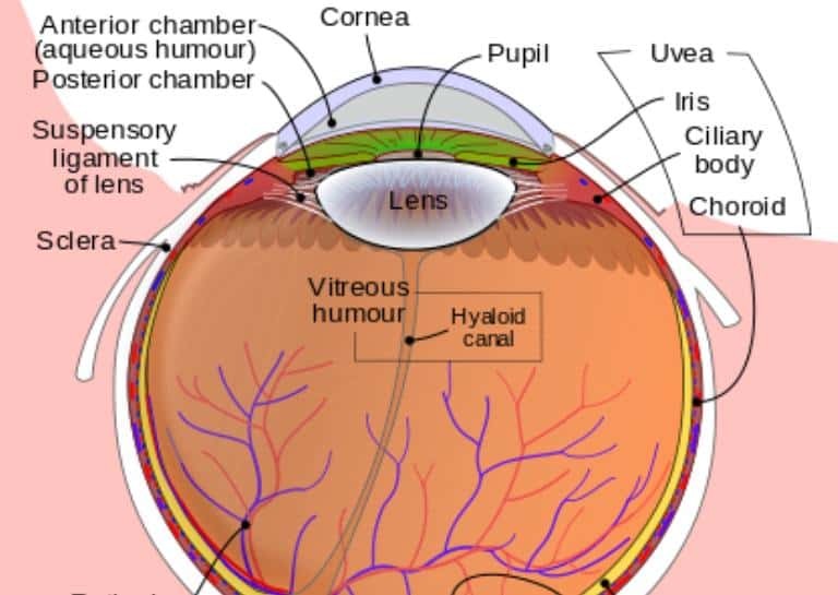 New Bionic Eye Could Return Sight to the Blind