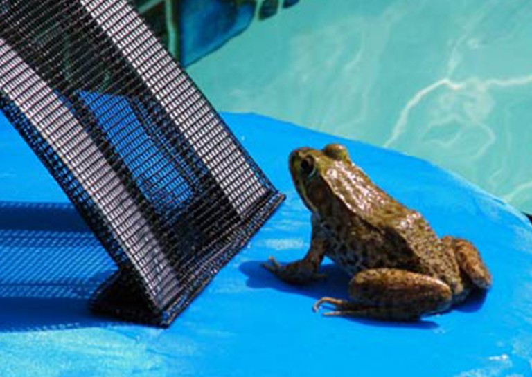 Meet FrogLog: A Tiny Little Inflatable Ramp That Saves Animals from ...