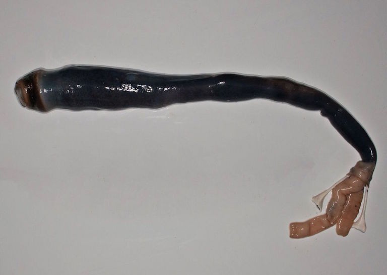 Scientists Find a Live Giant Shipworm and It's Straight out of Nightmares