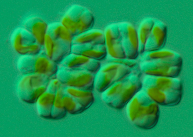 Microalgae: the Tiny Item of the Sea that Might Save Human Existence