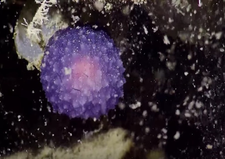 Undersea Robot Discovers Mysterious Purple Blob
