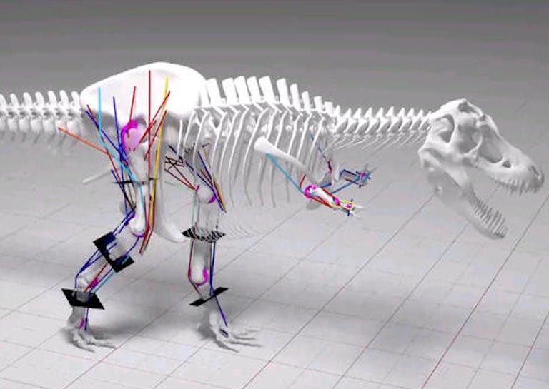 Could You Beat a T. rex in a Race?