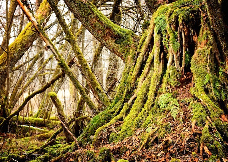 Researcher Discovers That Trees Talk to Each Other, Literally!