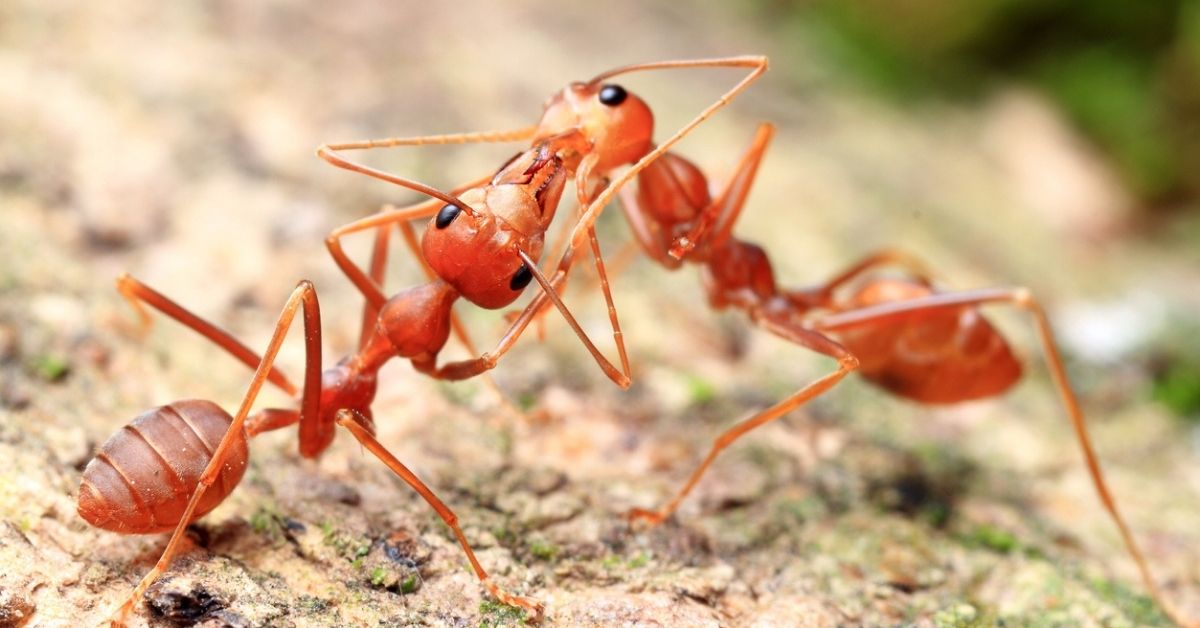 Biomineral Armor - Shields Leaf-Cutter Ants in Battle? | IE