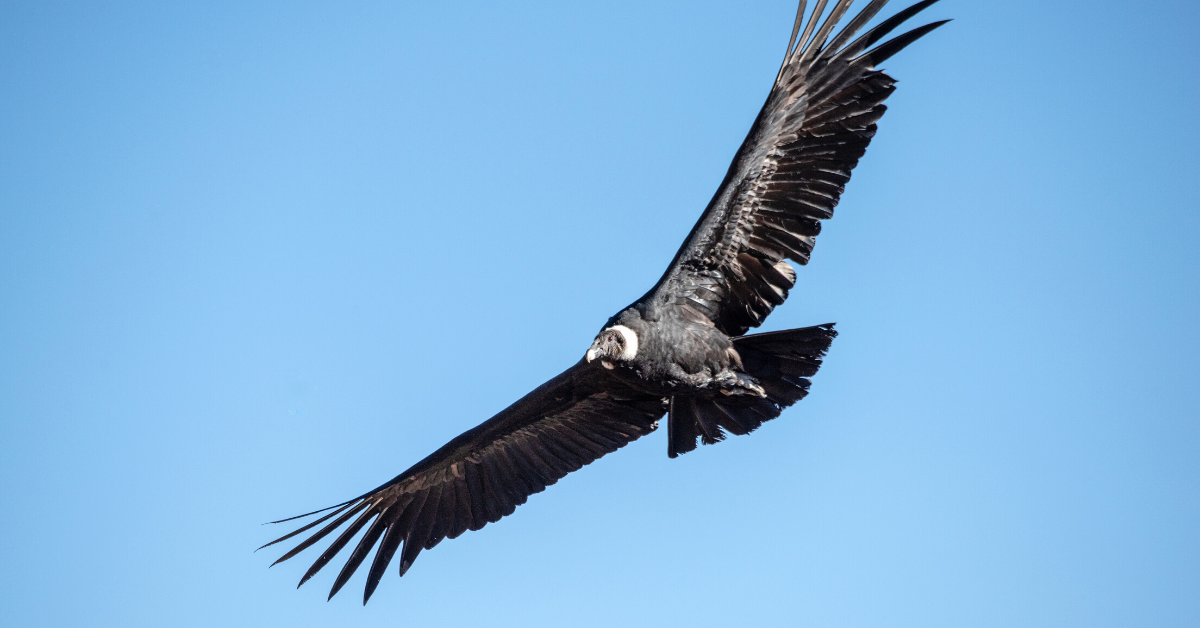 Massive Soaring Condors Only Flap Their Wings 1% of Their Flight Time