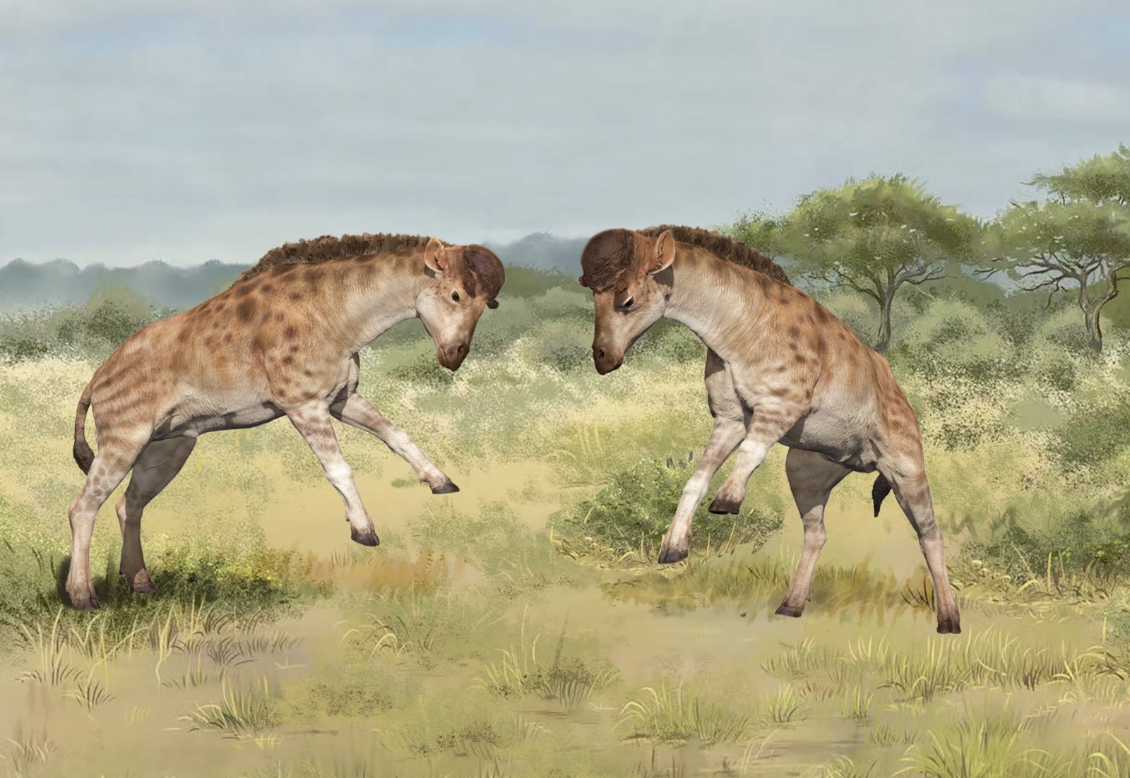 This 17-million-year-old giraffe cousin had a neck built for combat