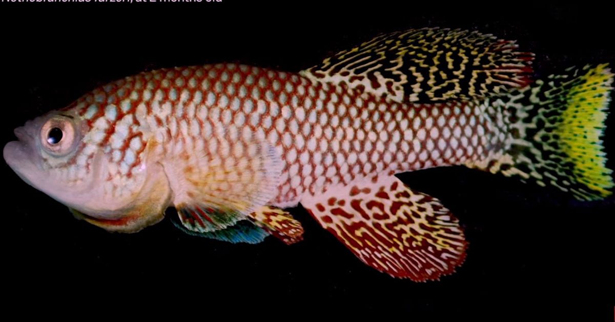 These African Turquoise Killifish "Press Pause" on Aging