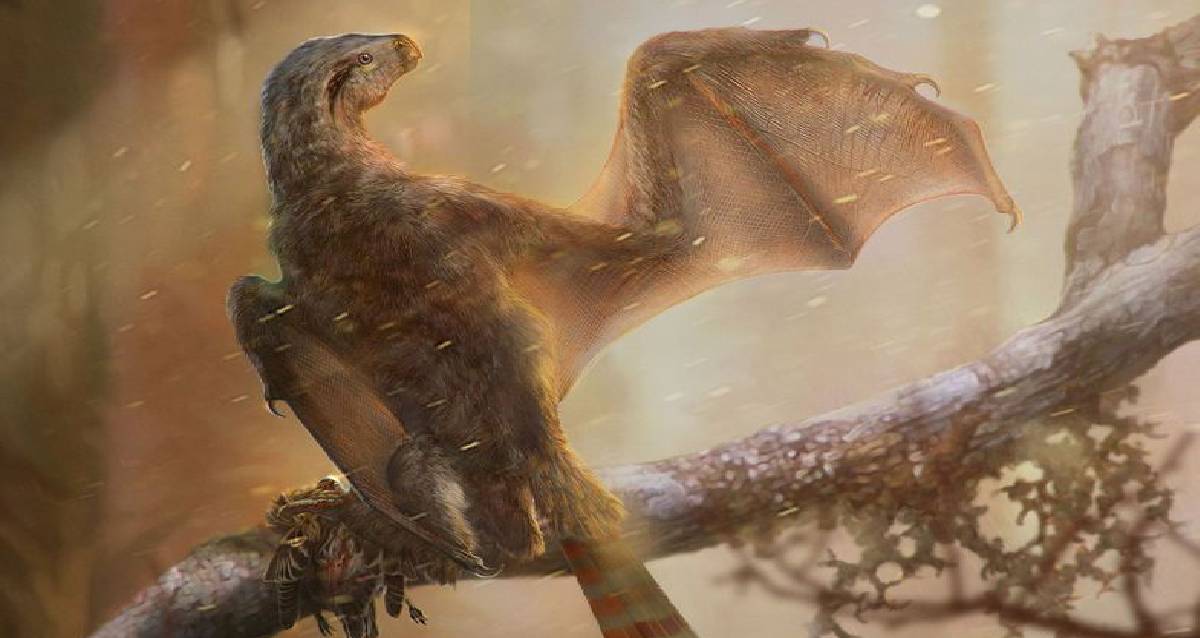 Scientists Discover Second Bat-like Dinosaur in China