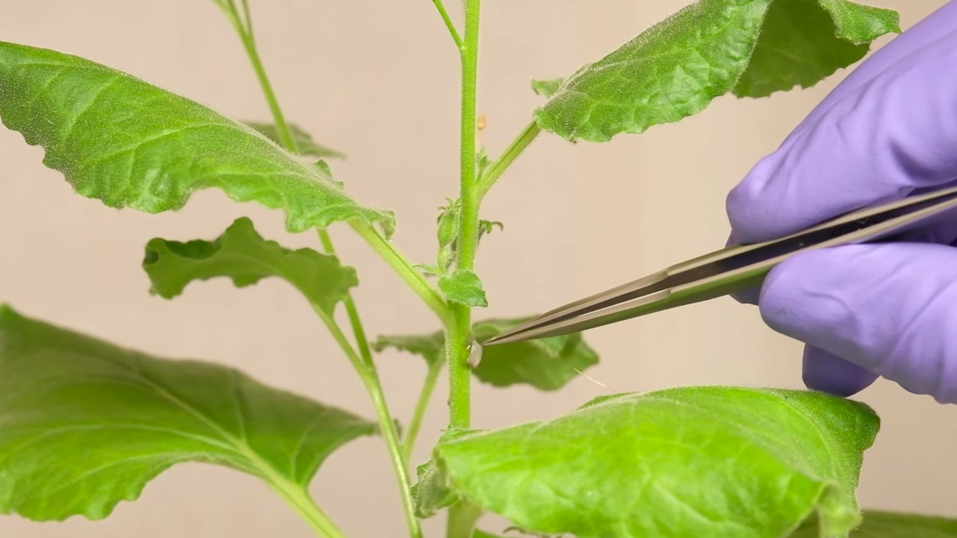 Engineers Create Device That Can 'Communicate' with Plants