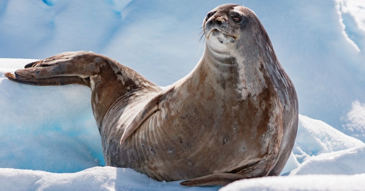Antarctic Seals Love 'Pew-Pewing' at Each Other | IE