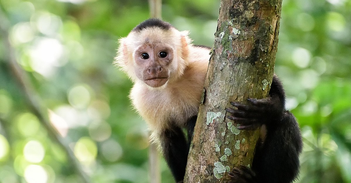Monkeys Experience 'Sunk Costs' Just Like Humans | IE