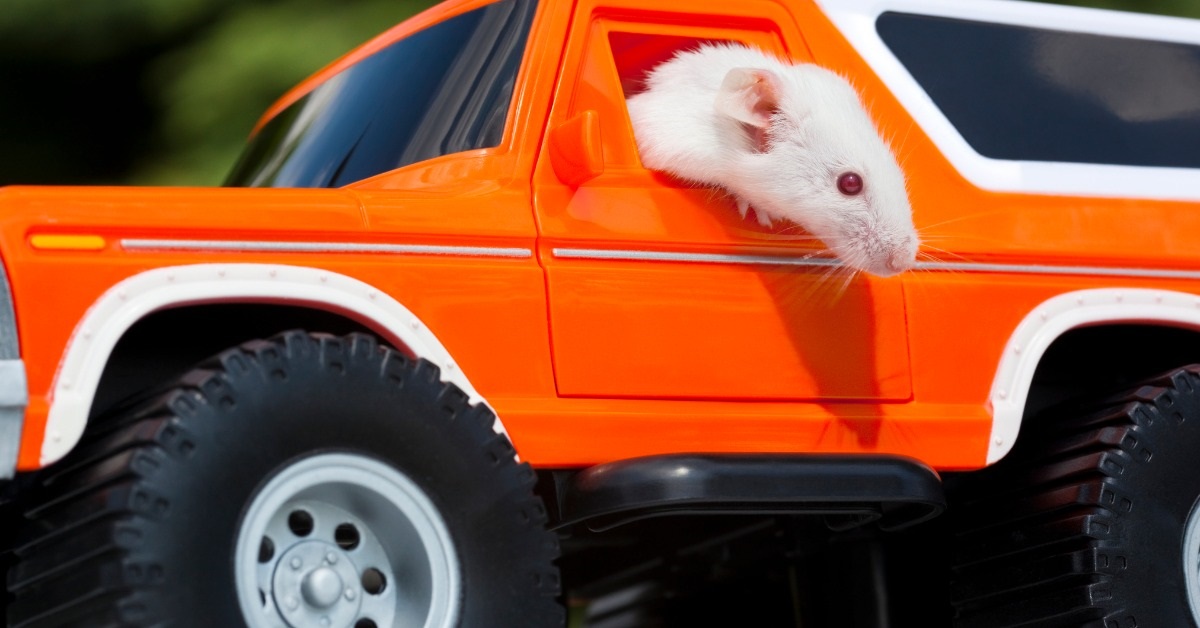 Researchers Train Rats to Drive a Make-Shift Tiny Car
