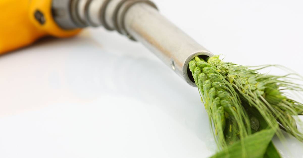 Scientists To Turn Plants into Fuel with New Method | IE