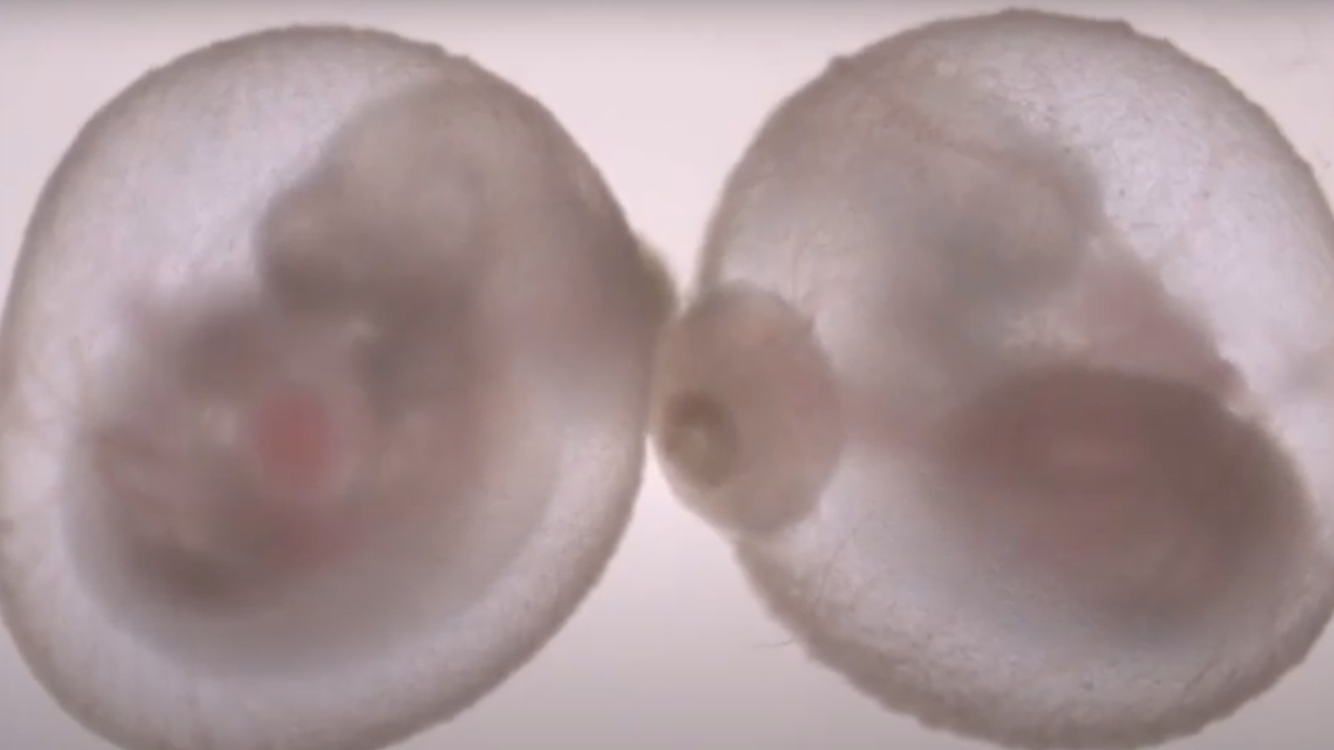 A Mouse Embryo Was Grown In An Artificial Womb | IE