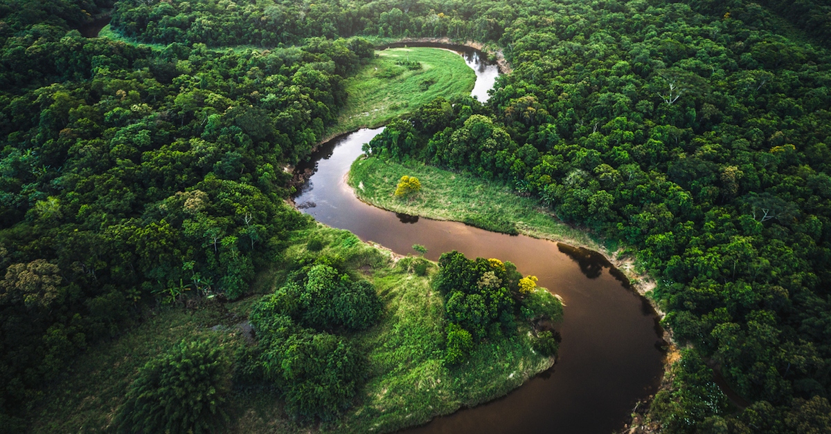 Regrow Rainforests to Fight Climate Change, Researchers Say