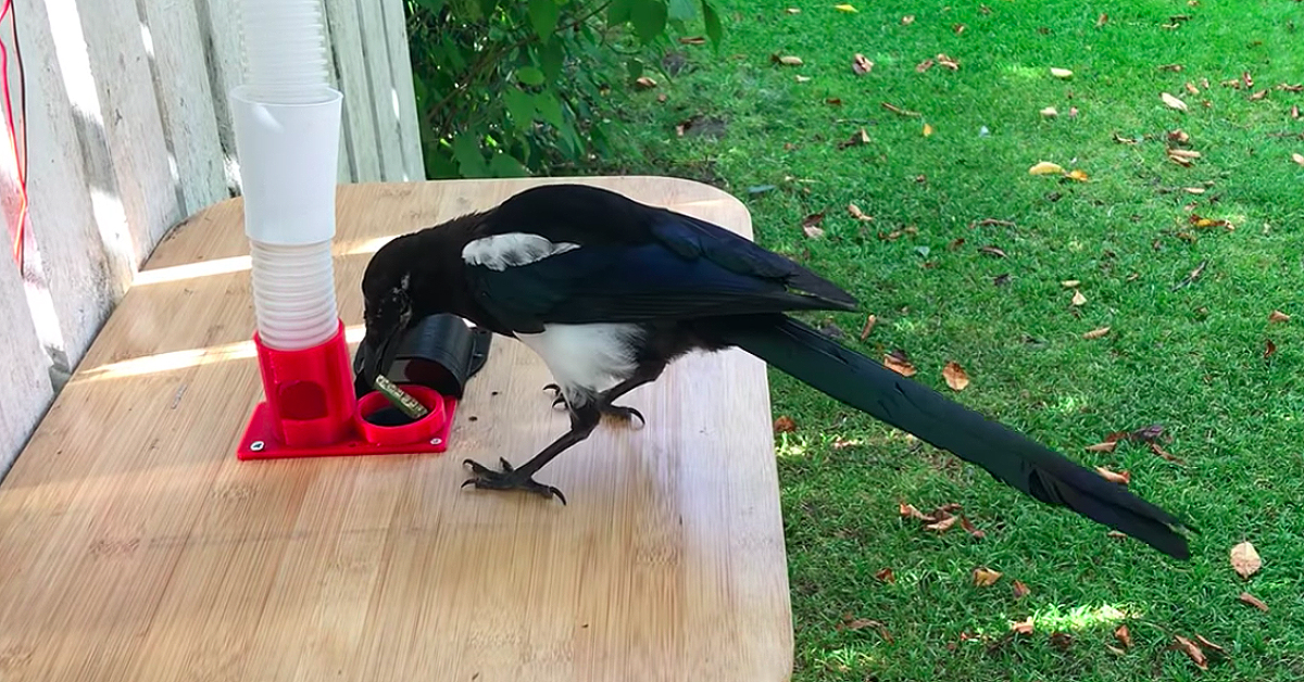 Magpies Trained to Exchange Litter for Food | IE