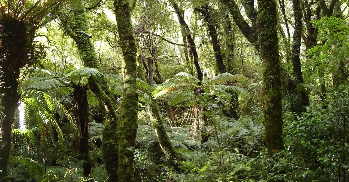 Ancient Rainforest Traces Found in Antarctica Point to Warm Prehistoric ...
