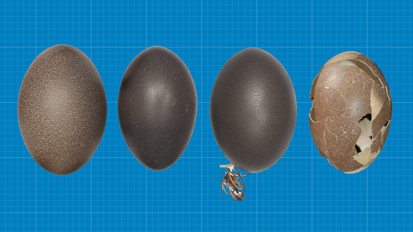 Scientist Finds Egg of Extinct Dwarf Emu in Sand Dune | IE