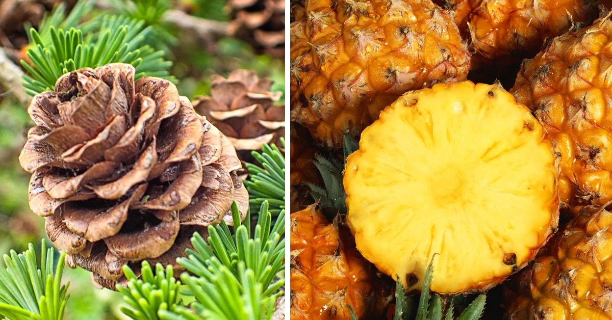 Mother Nature's Favorite Number Sequence - The Fibonacci