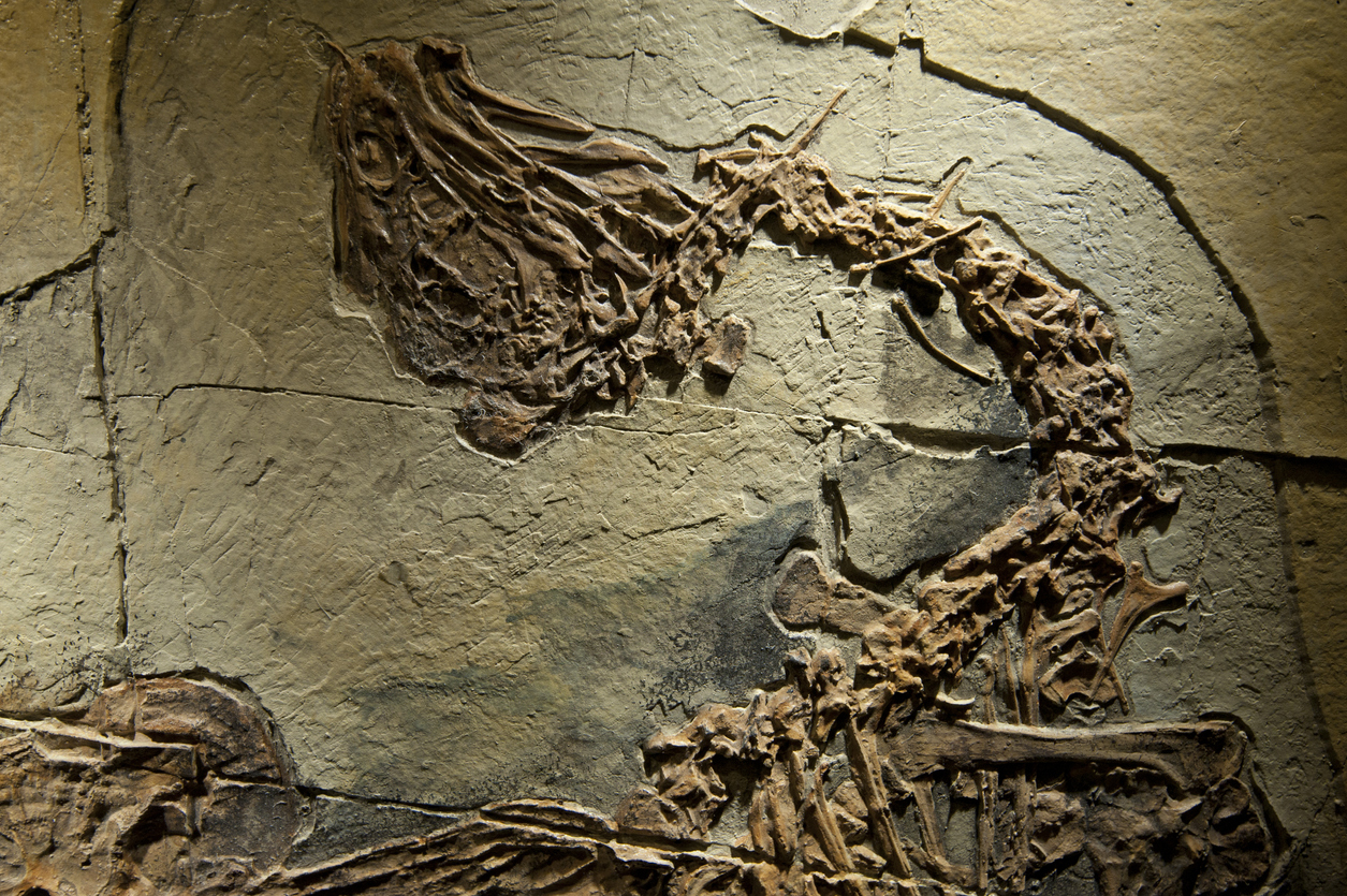 Dinosaurs definitely lived through freezing winters