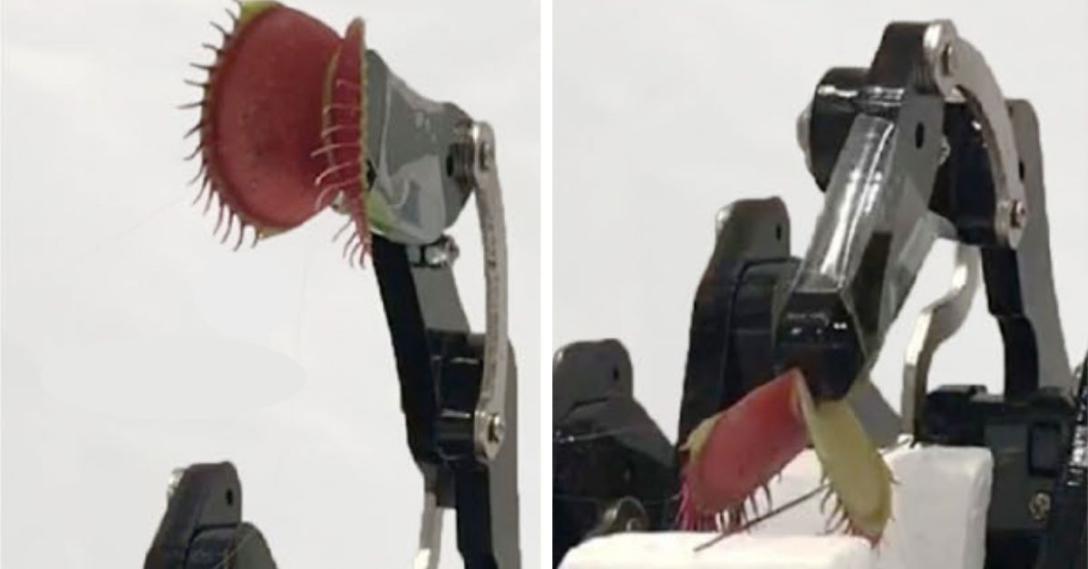 Engineers Turned Living Venus Flytrap Into Robotic Grabber | IE
