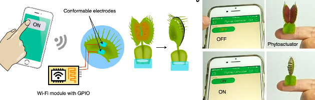 Engineers Turned Living Venus Flytrap Into Robotic Grabber | IE