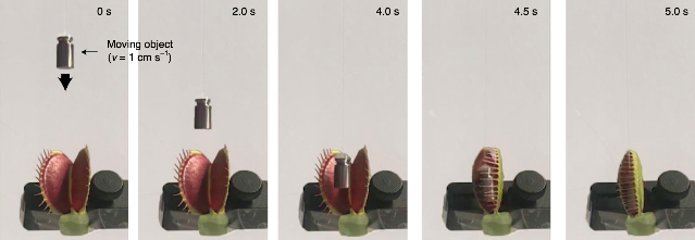 Engineers Turned Living Venus Flytrap Into Robotic Grabber | IE