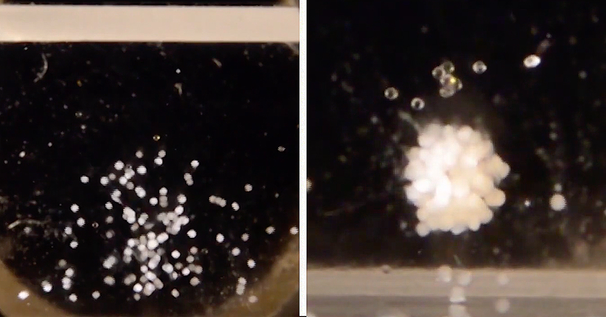 In a First, Russian Cosmonaut Performs Tissue Engineering in Space