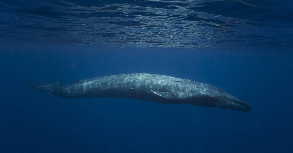 Blue Whale Spotted Probably for the Third Time in 100 Years | IE